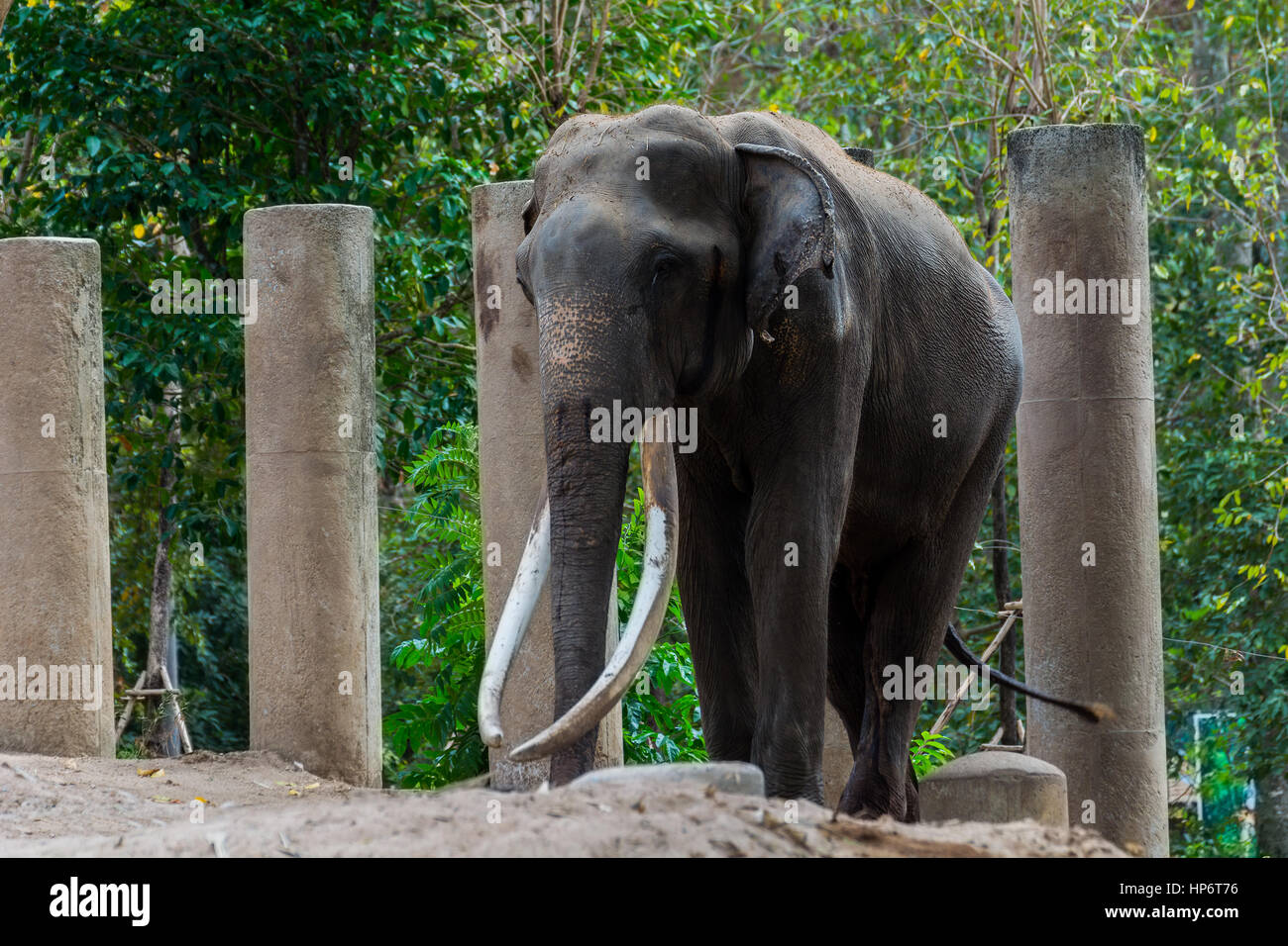 Big elephant ivory long in the zoo Stock Photo - Alamy