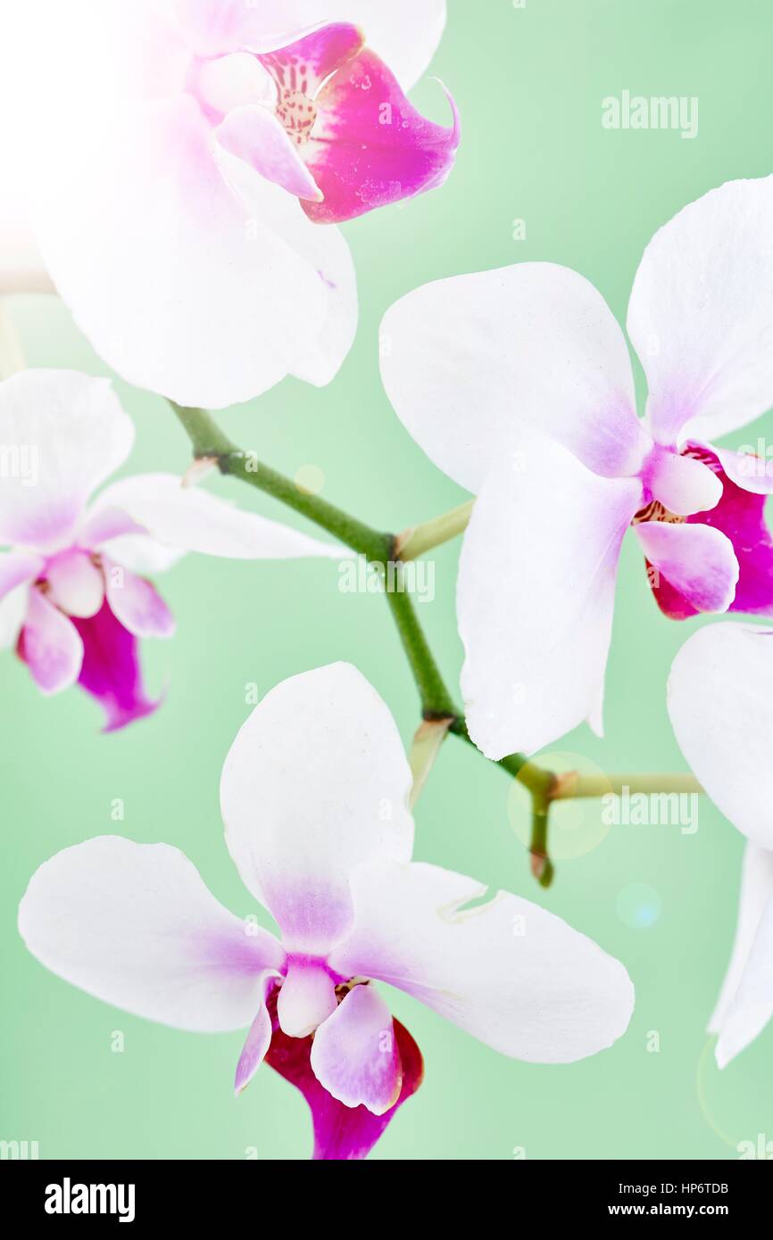 A studio photo of a white orchid plant Stock Photo - Alamy