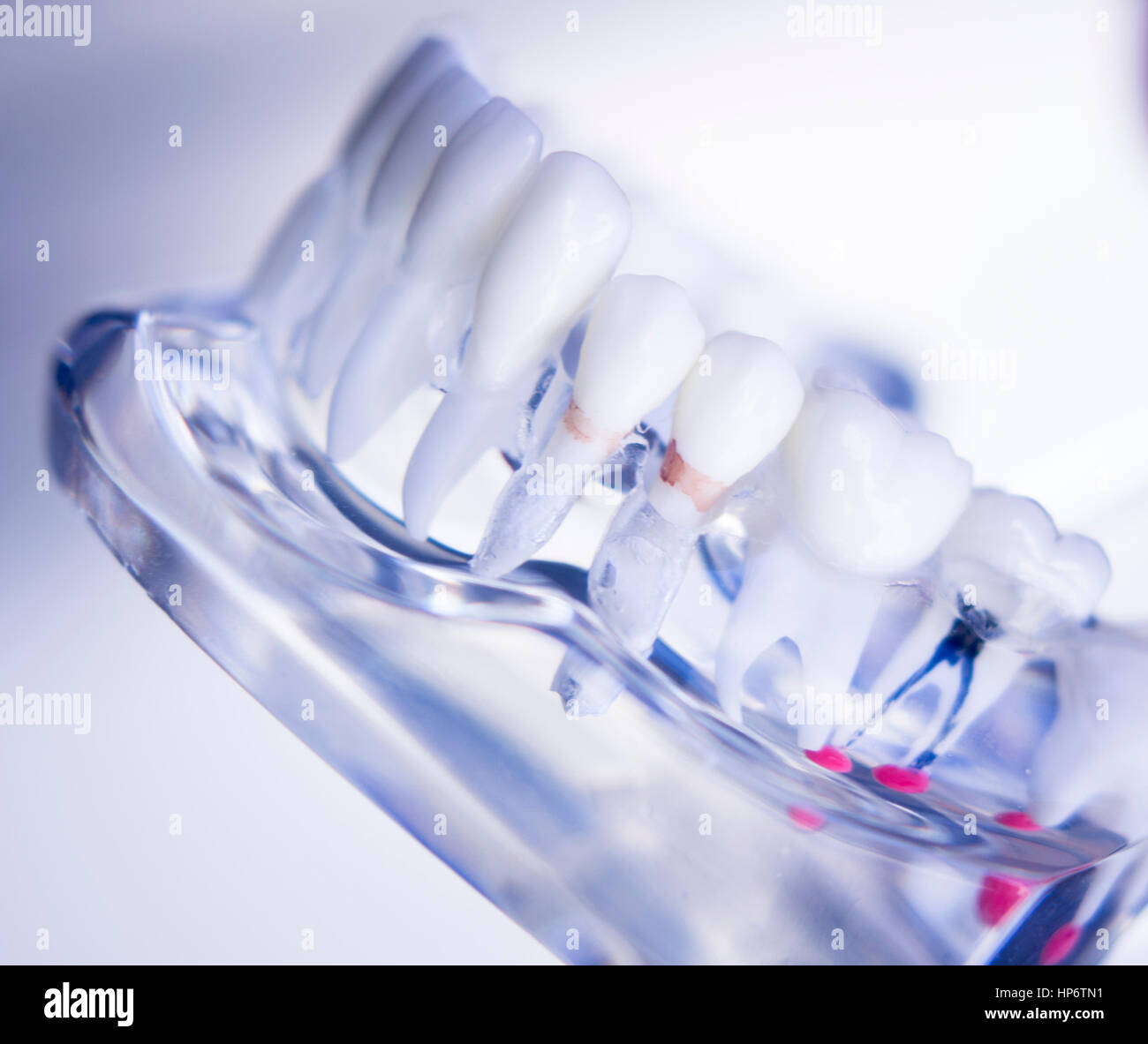 Dentists tooth plastic model used for teaching, learning and patient ...