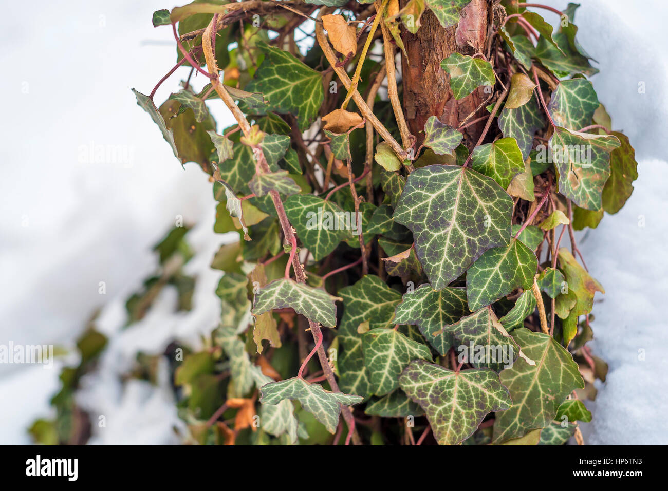 Common Ivy or Hedera helix Stock Photo - Alamy
