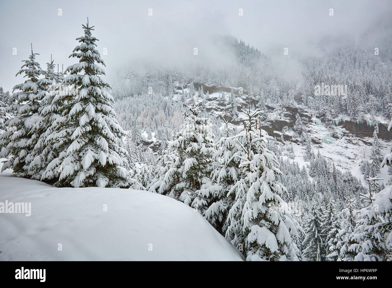 Winter alpine landscape with forests covered in snow Stock Photo - Alamy
