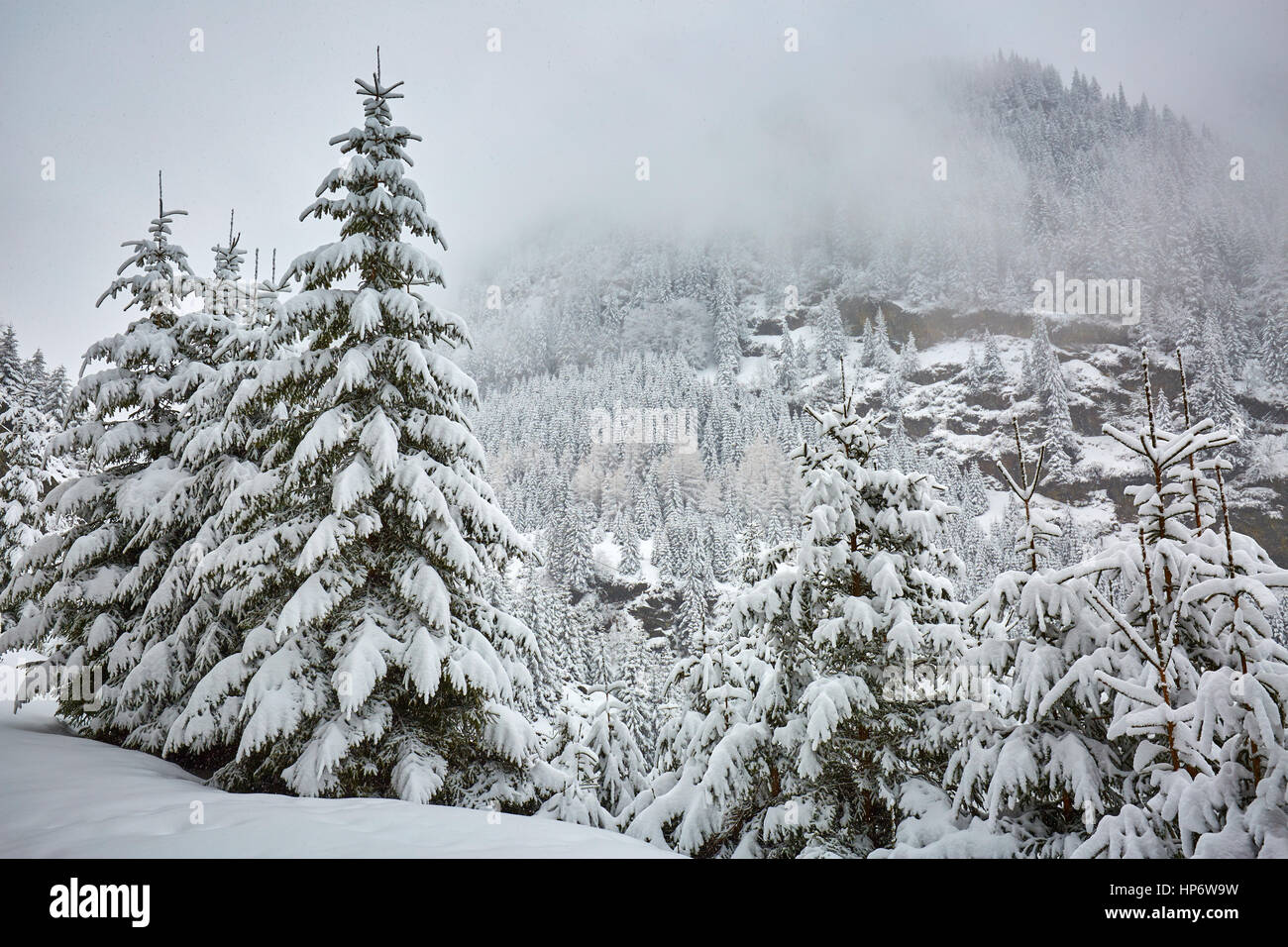 Winter alpine landscape with forests covered in snow Stock Photo - Alamy