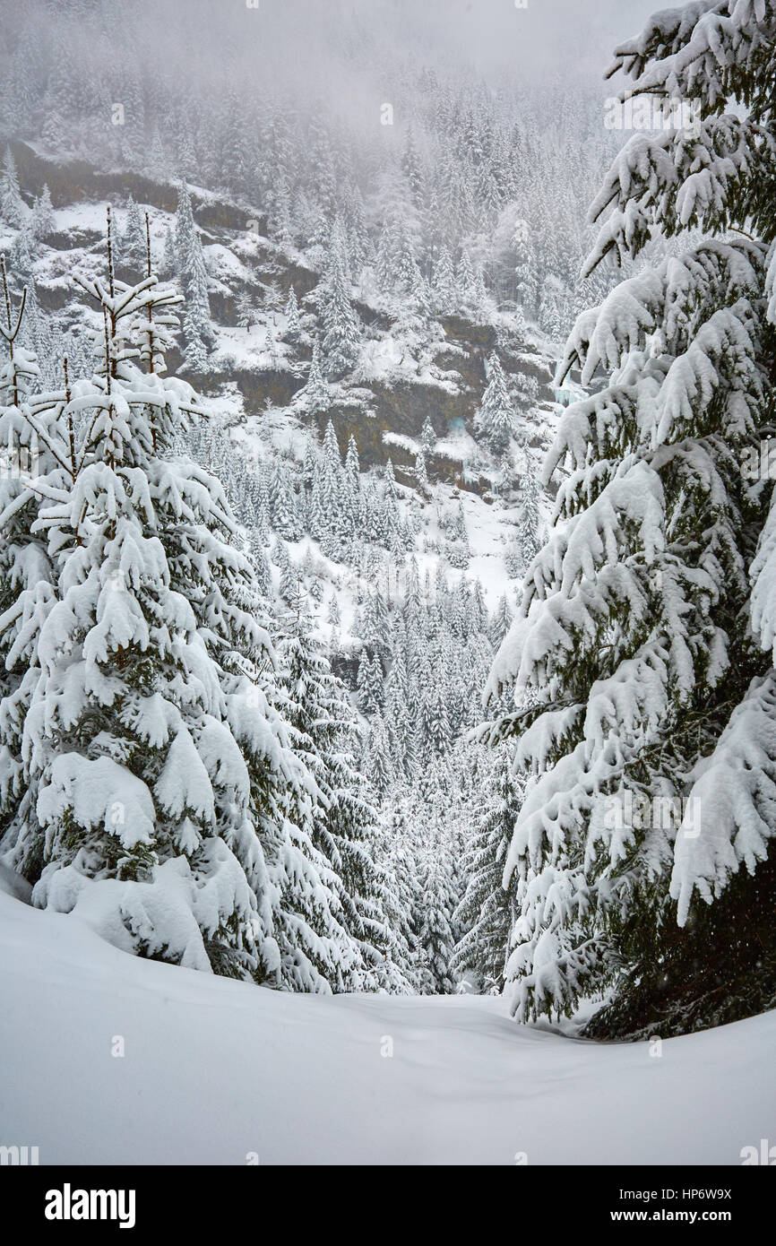 Winter alpine landscape with forests covered in snow Stock Photo - Alamy