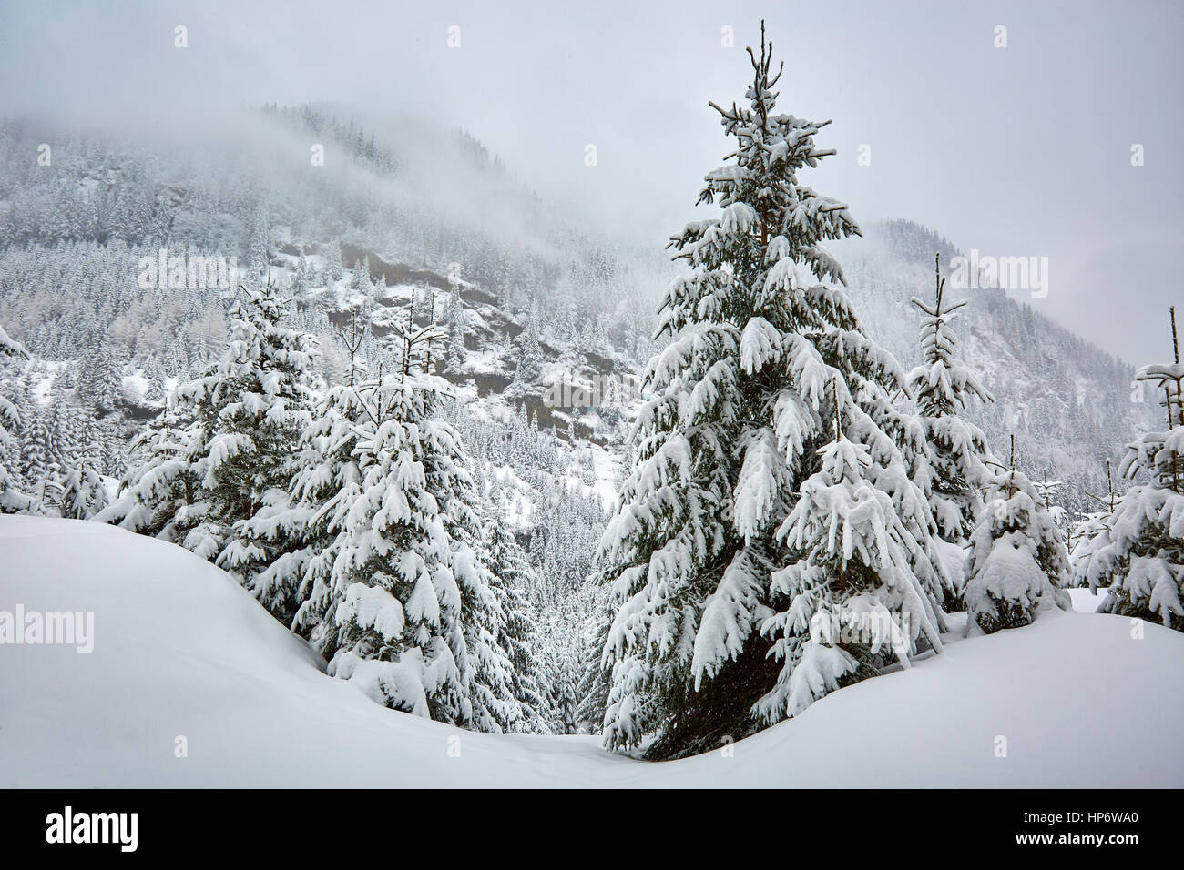Winter alpine landscape with forests covered in snow Stock Photo - Alamy