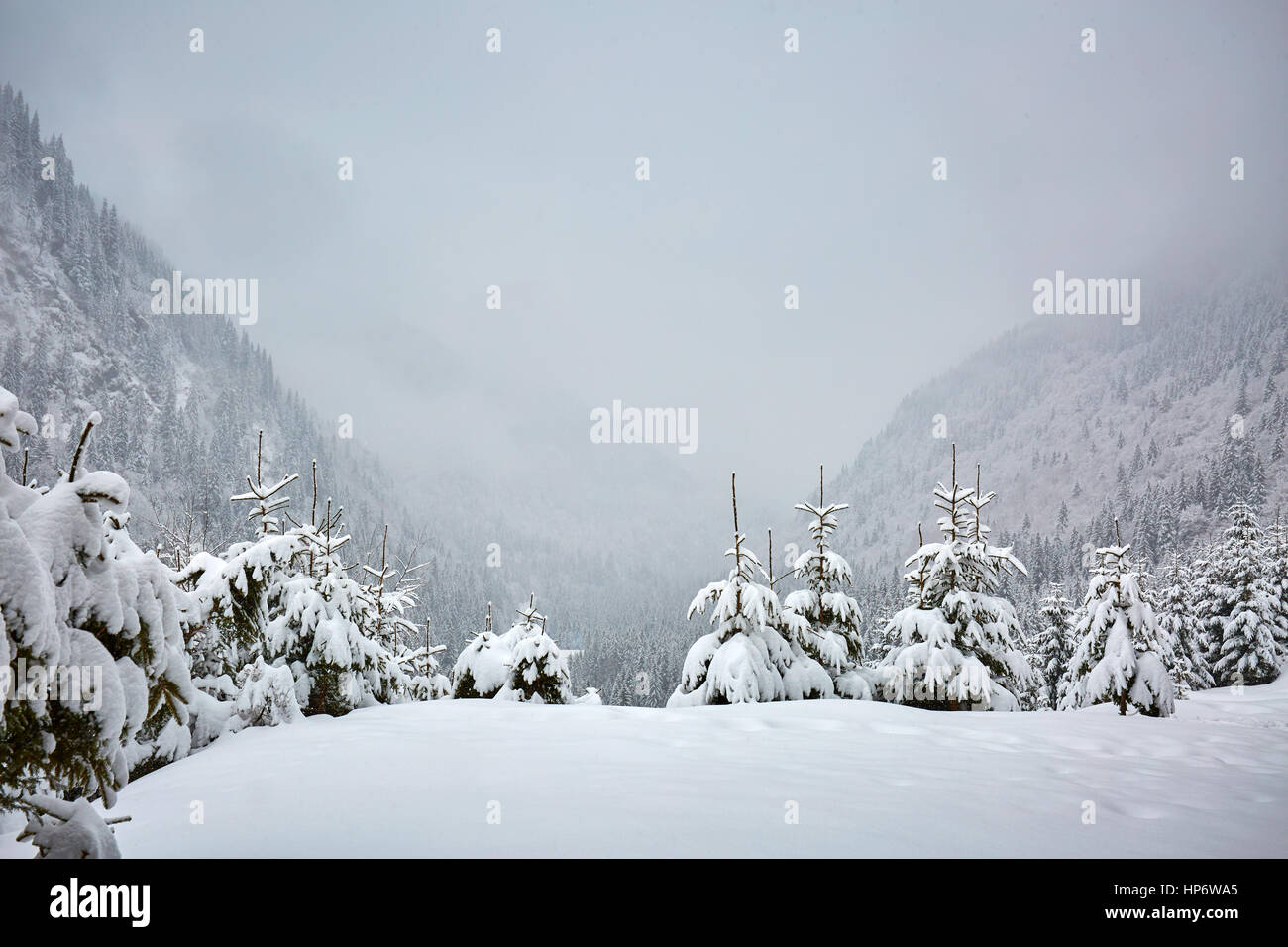 Winter alpine landscape with forests covered in snow Stock Photo - Alamy
