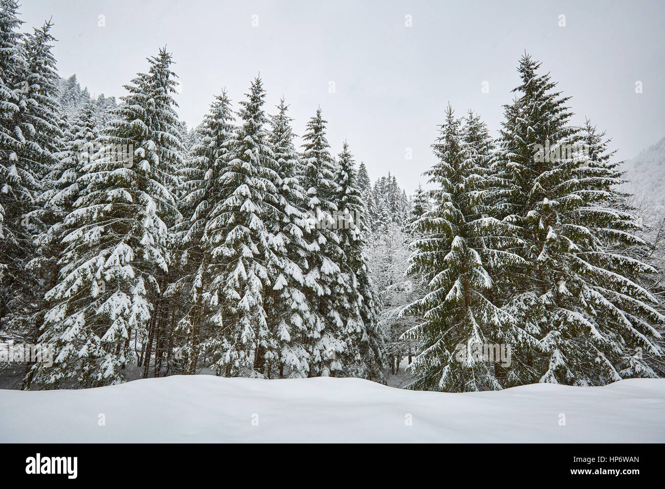 Winter alpine landscape with forests covered in snow Stock Photo - Alamy