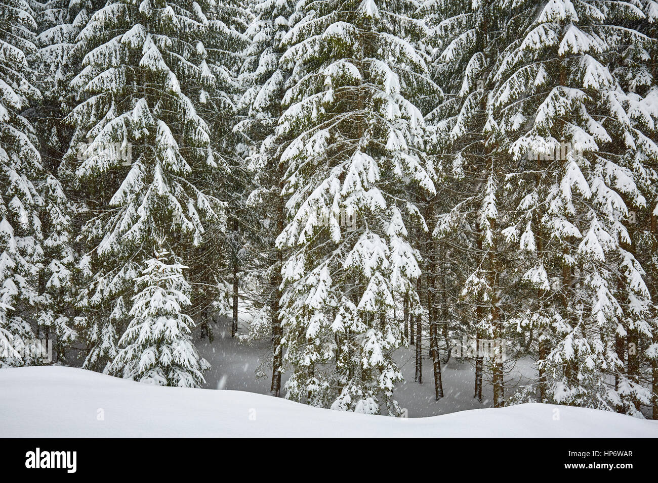 Winter alpine landscape with trees covered in snow Stock Photo - Alamy