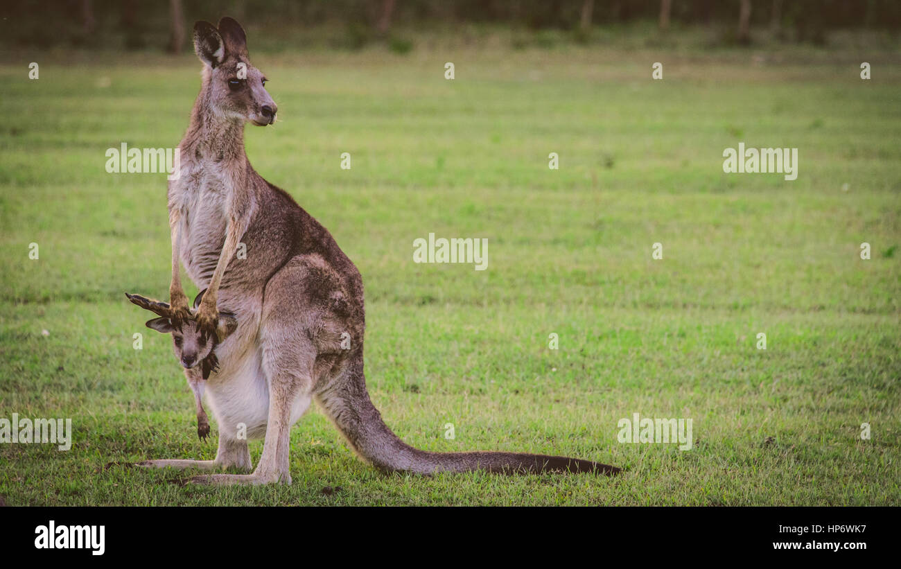 Kangaroos grazing in the wild Stock Photo - Alamy