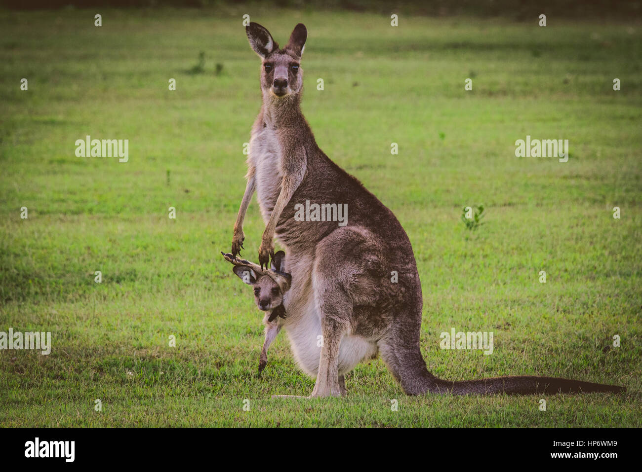 Kangaroo foot hi-res stock photography and images - Alamy