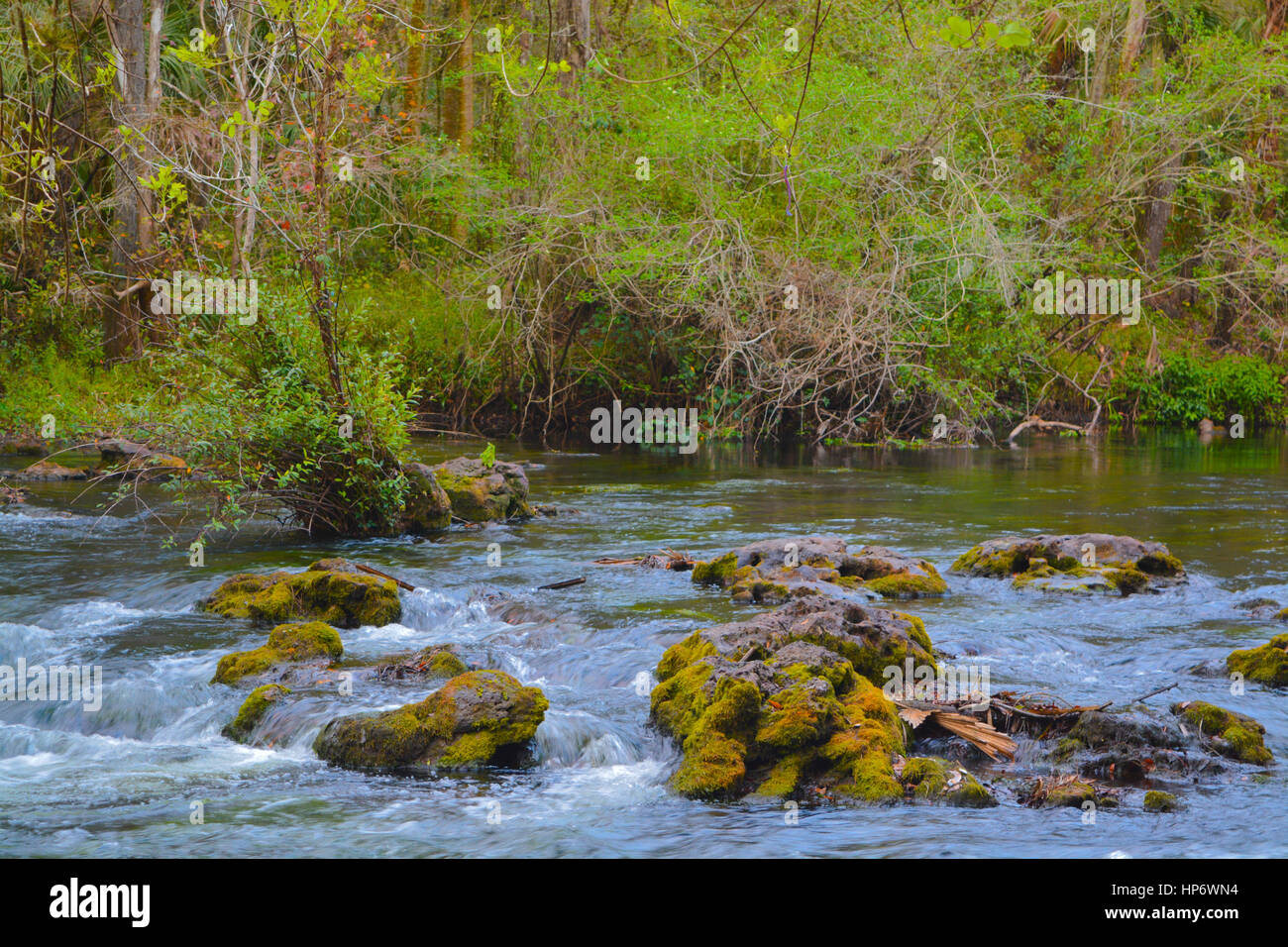 At Hillsborough River State Park Stock Photo - Alamy