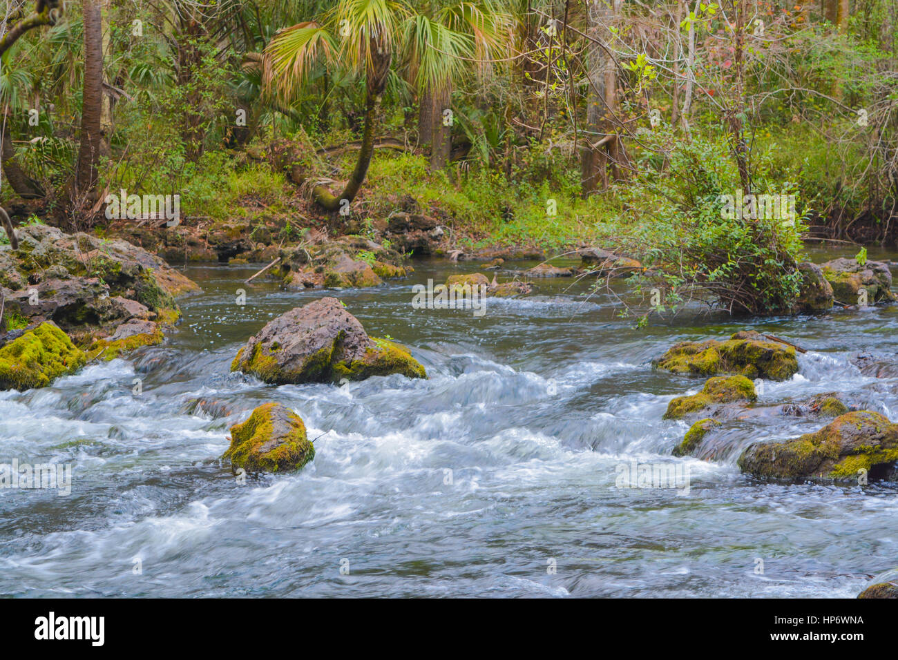 At Hillsborough River State Park Stock Photo - Alamy