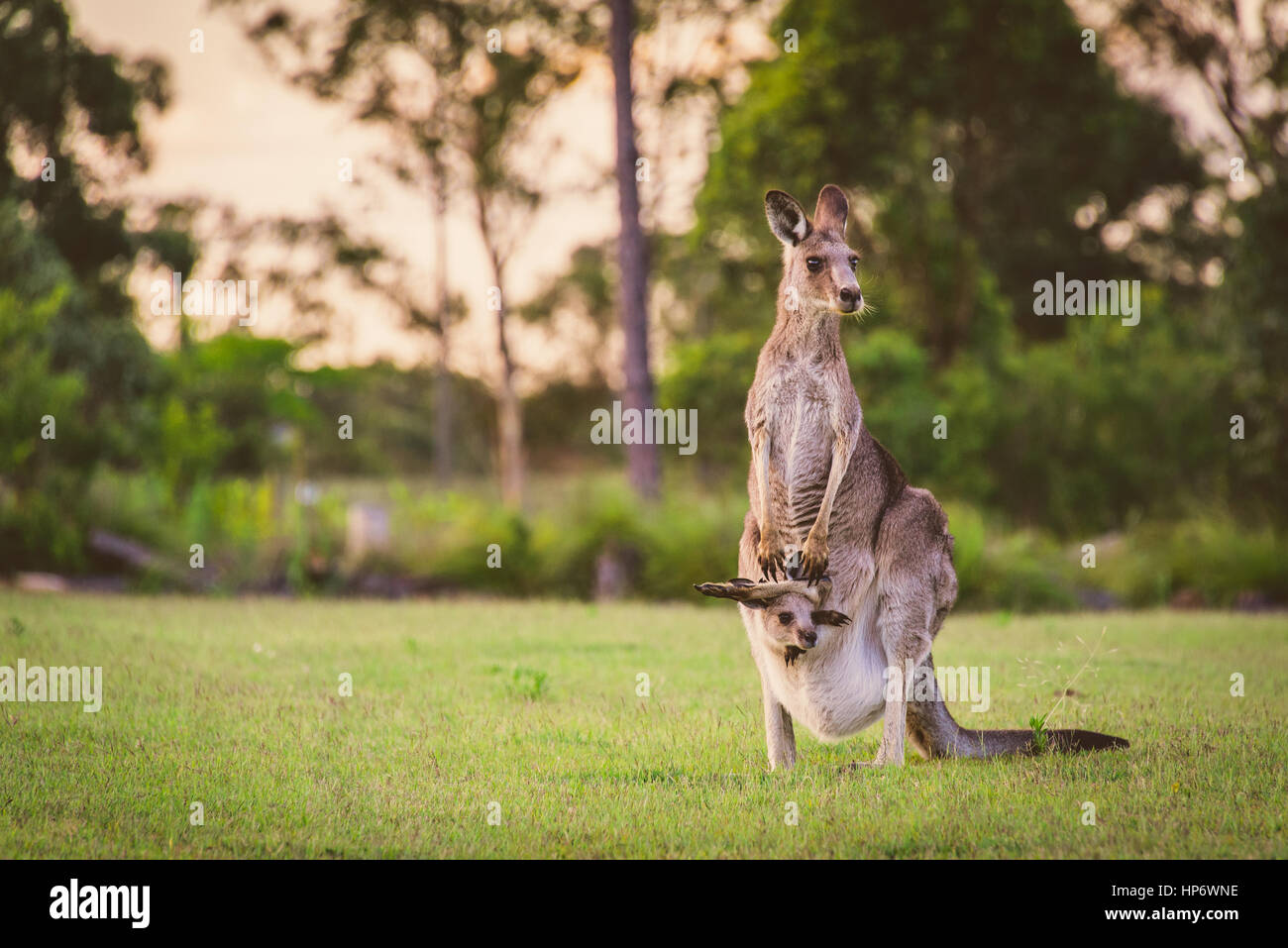 Kangaroo Foot Stock Photos & Kangaroo Foot Stock Images - Alamy