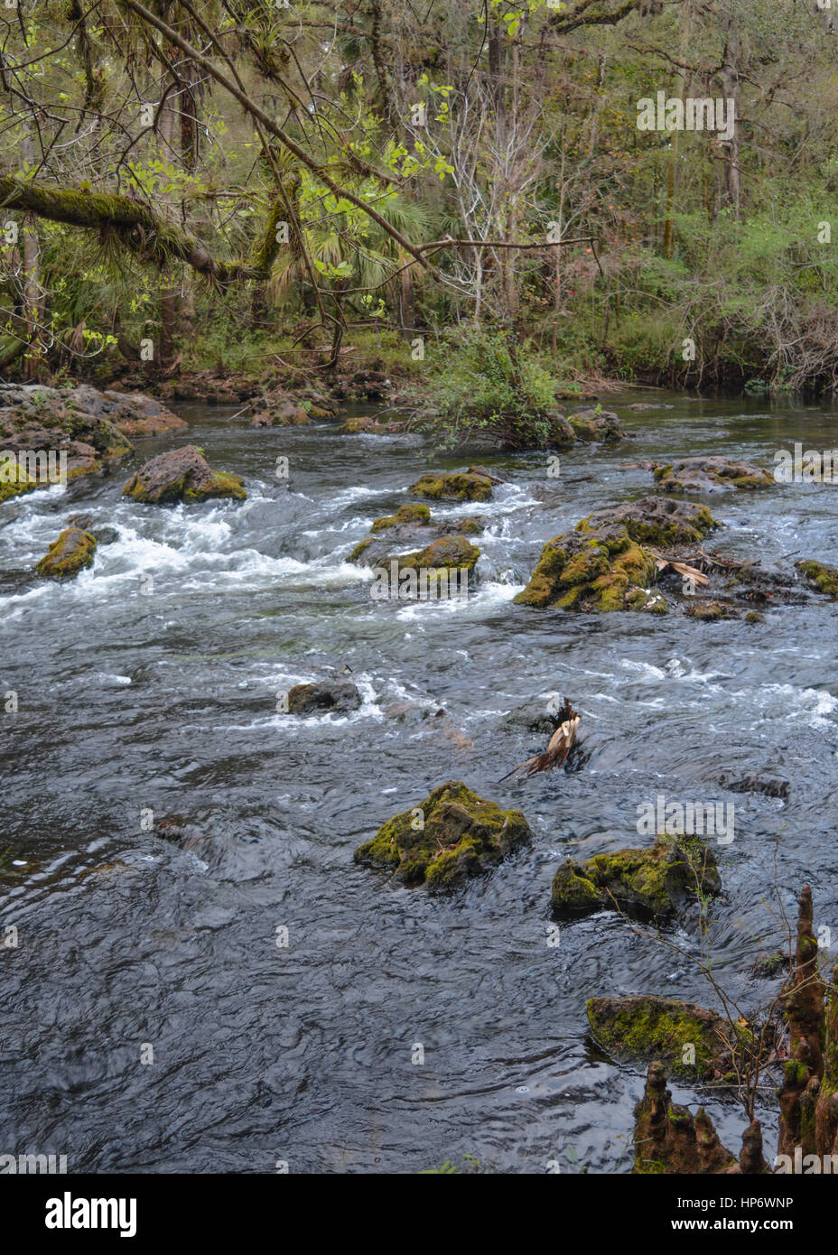 At Hillsborough River State Park Stock Photo - Alamy