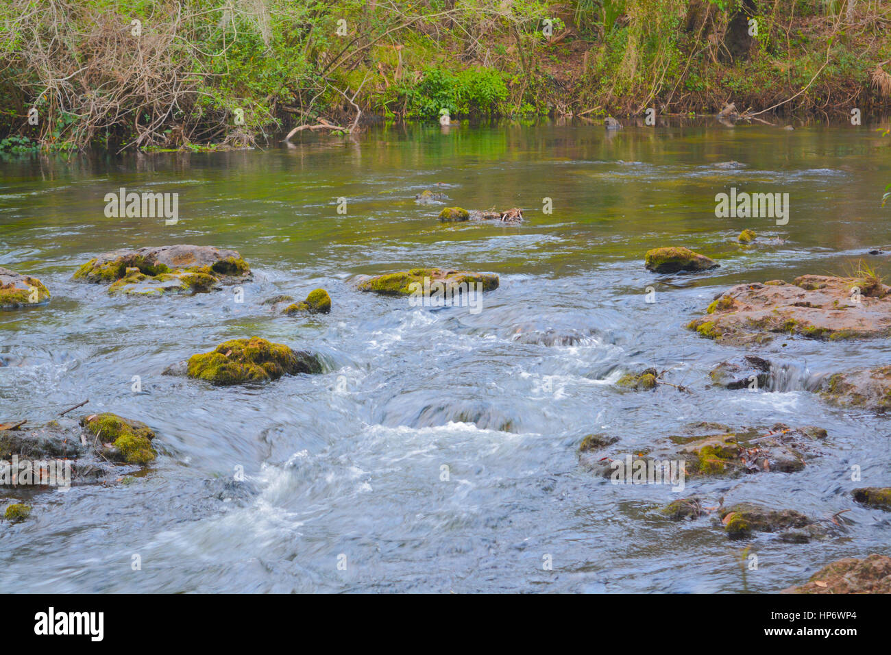 At Hillsborough River State Park Stock Photo - Alamy