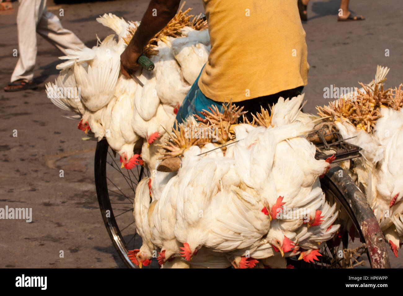 India chicken transport hi-res stock photography and images - Alamy