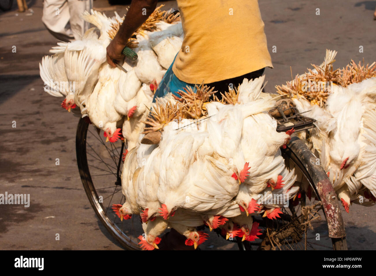 Transporting chickens hi-res stock photography and images - Alamy