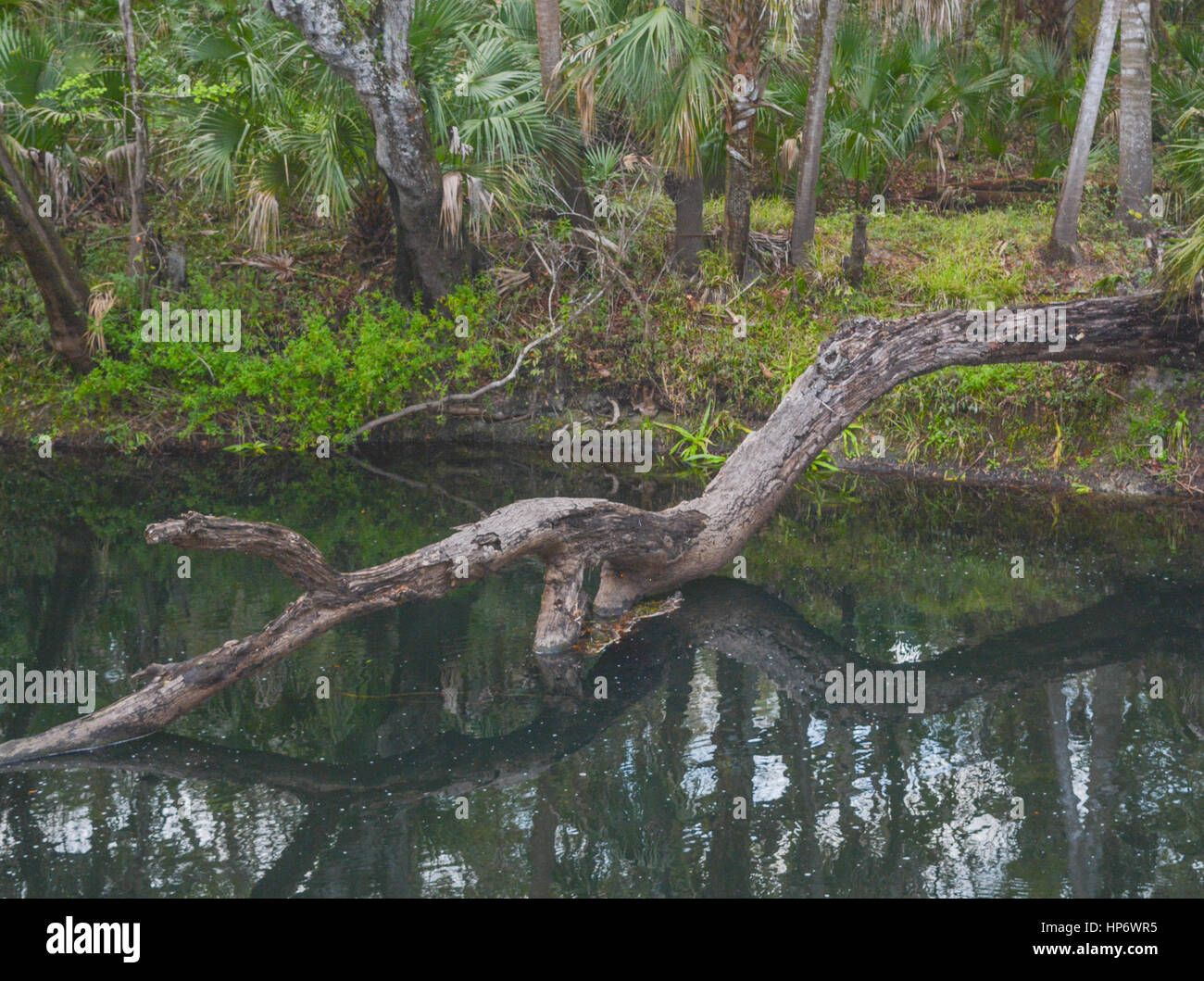 Hillsborough river state park hi-res stock photography and images - Alamy