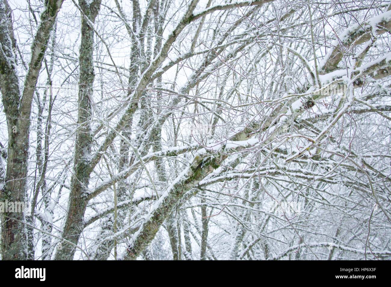 Snowtrees hi-res stock photography and images - Alamy