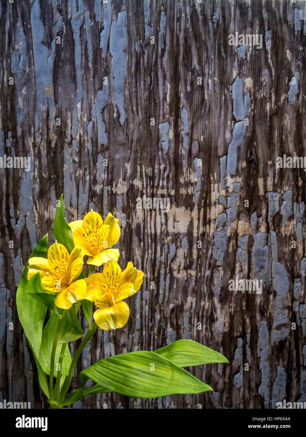 Alstroemeria on blue- grey peeling paint background, portrait ...