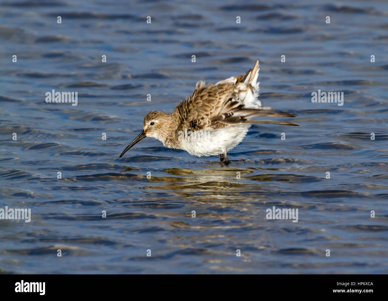 Feeding Dunlin (Calidris alpine Stock Photo - Alamy