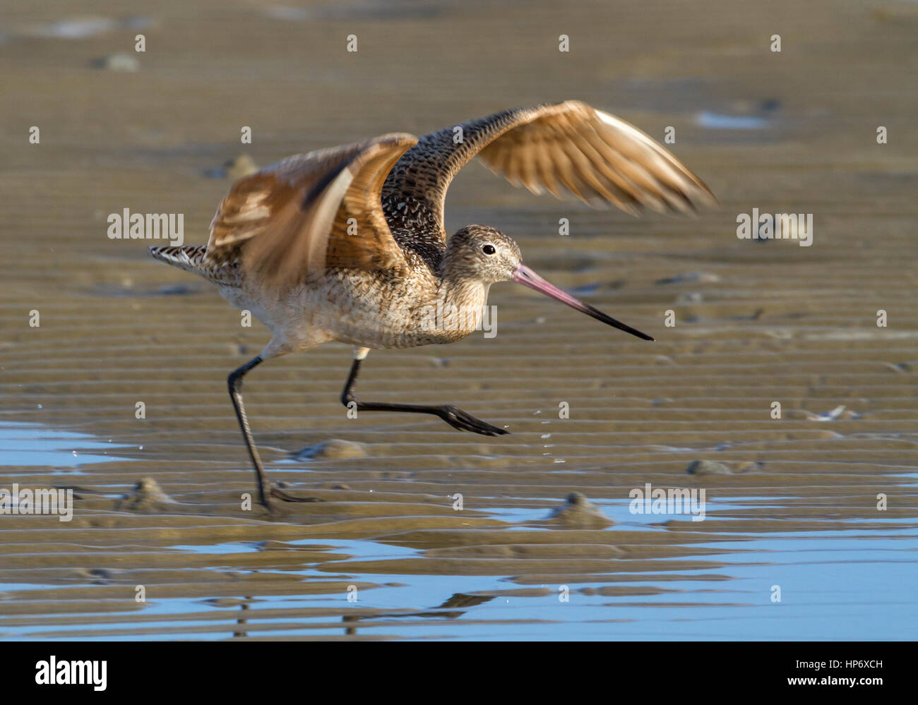 Marbled Godwit Limosa Fedoa High Resolution Stock Photography and ...