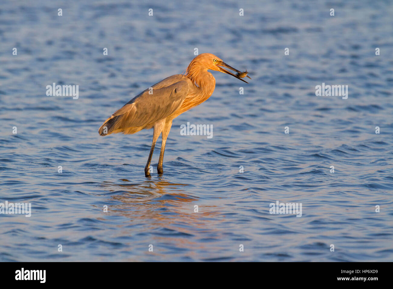 The reddish egret (Egretta rufescens) with caught fish Stock Photo - Alamy
