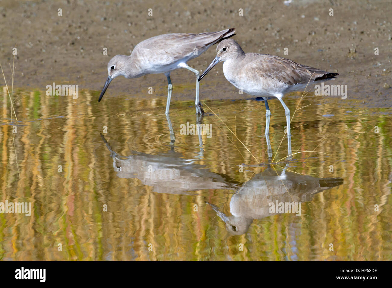 Two willets feeding in the tidal pool at Atlantic ocean shore Stock ...