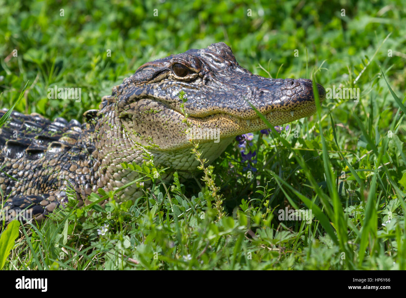 Alligator Crocodilian High Resolution Stock Photography and Images - Alamy