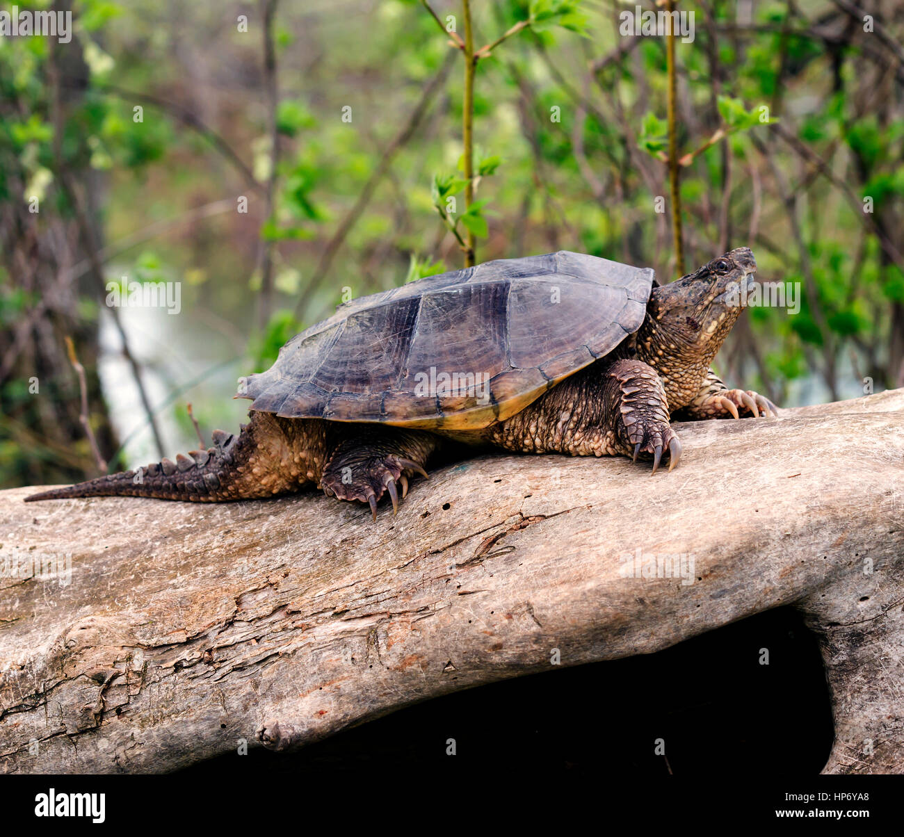 Common snapping turtle basking in the sun along the North Fork ...