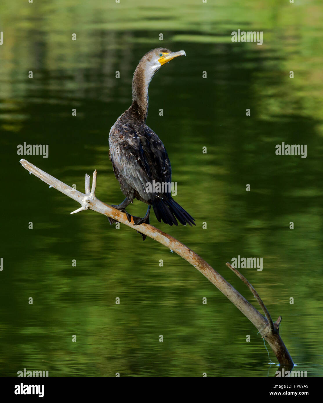 Woodland predators hi-res stock photography and images - Alamy