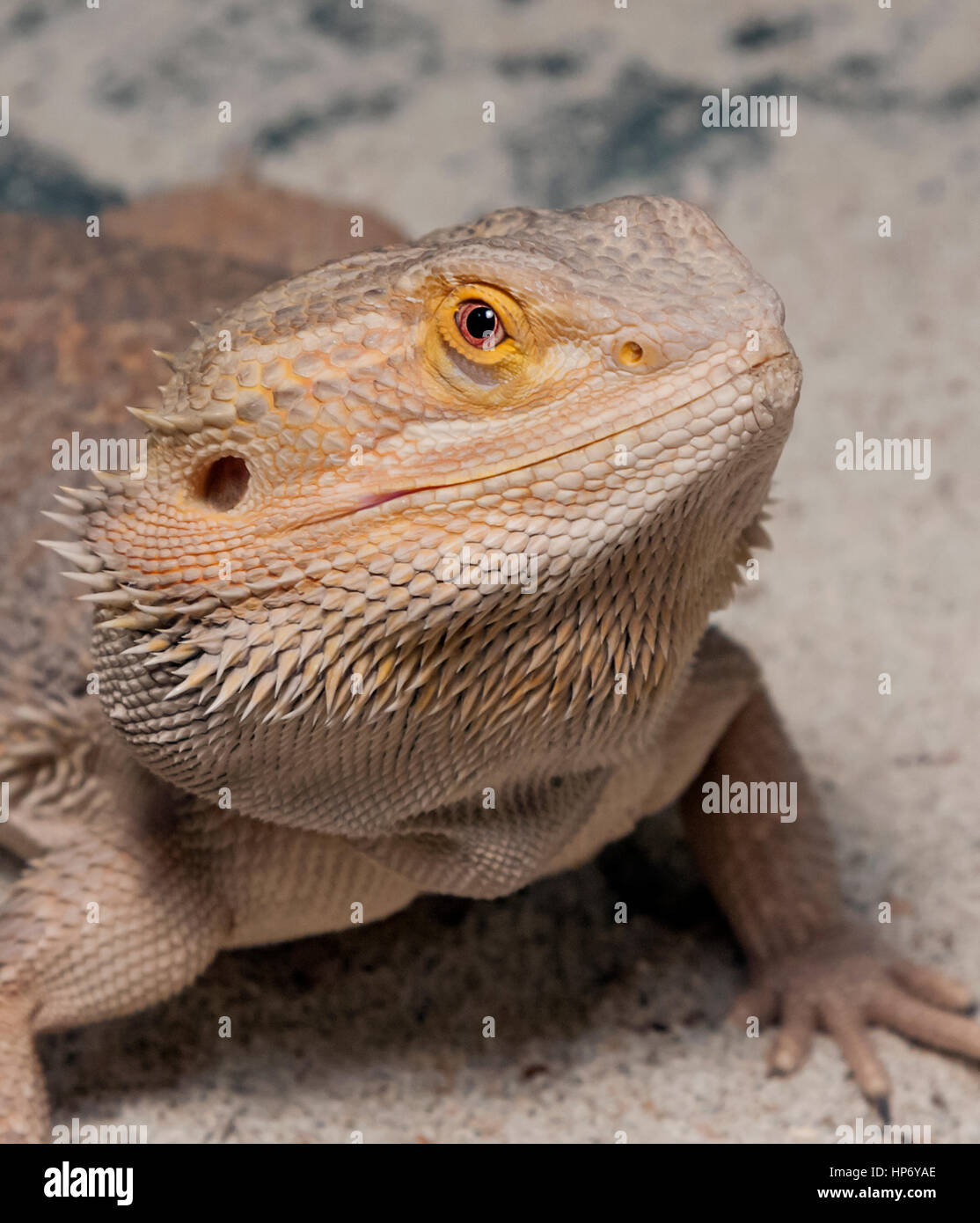 Face of a Bearded Dragon Stock Photo - Alamy