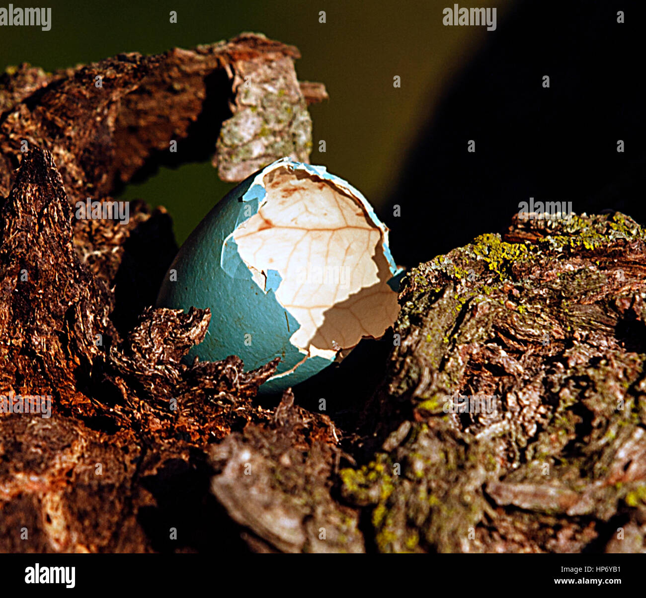 American robin life cycle hi-res stock photography and images - Alamy