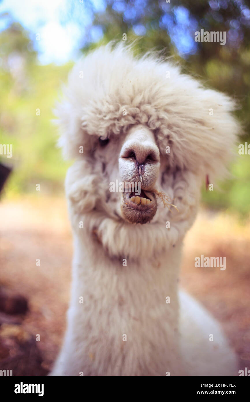 Alpaca Fluffy