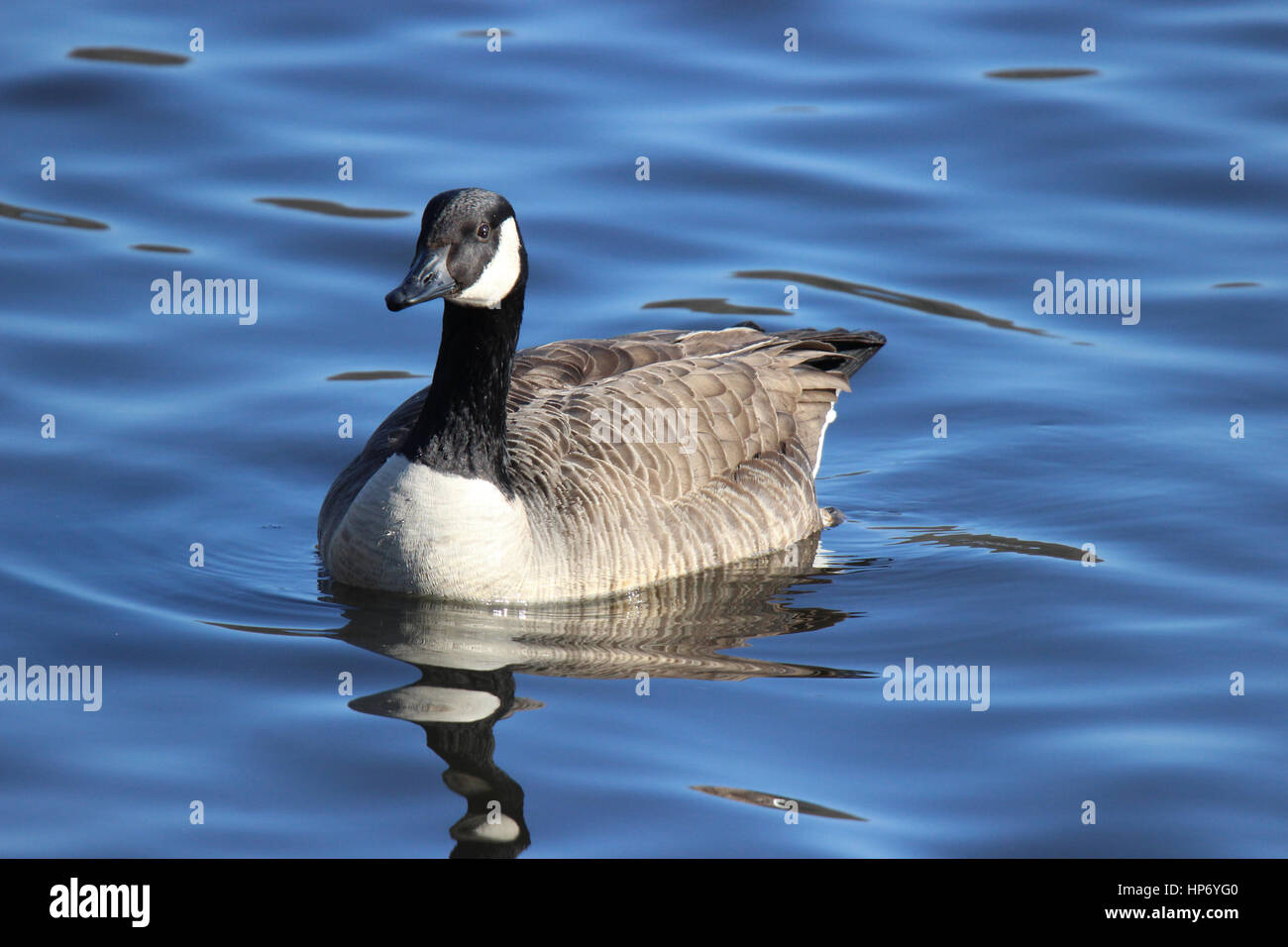 A Canada goose swimming on a pond Stock Photo - Alamy