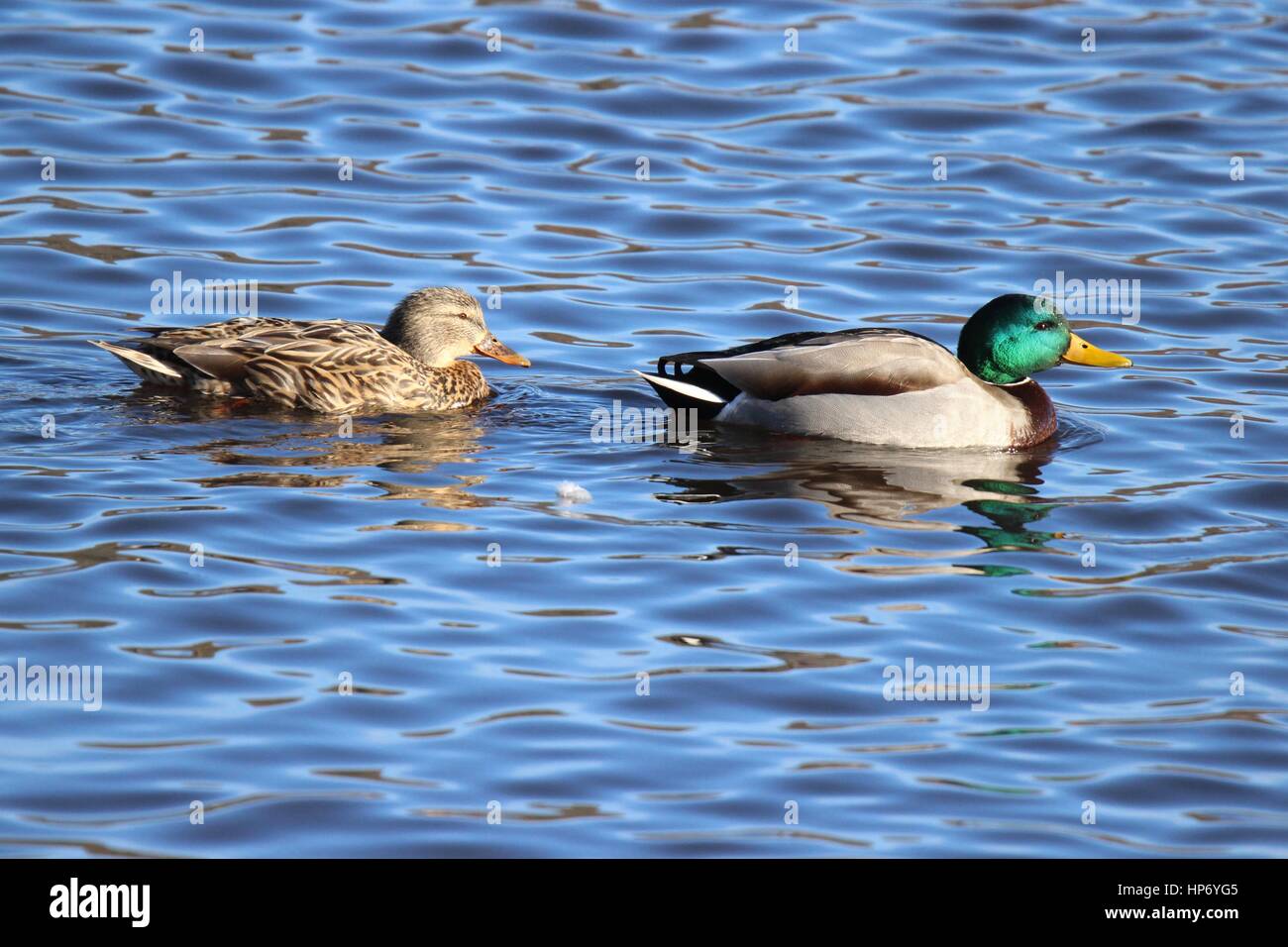 Mallard ducks winter pond hi-res stock photography and images - Alamy