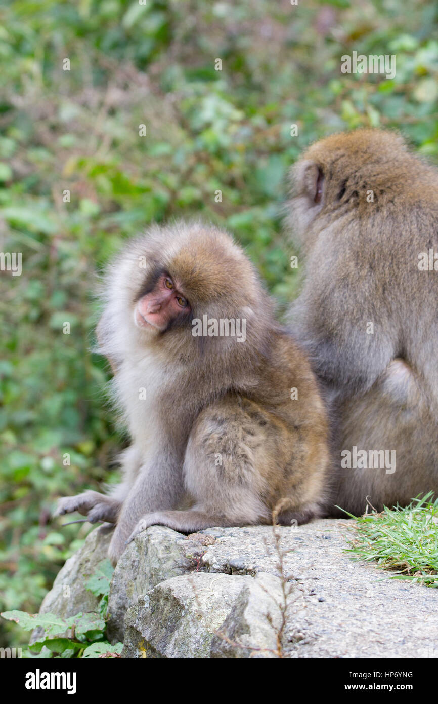 Japanese Macaques (or Snow Monkey's) in and around a hot spring at ...