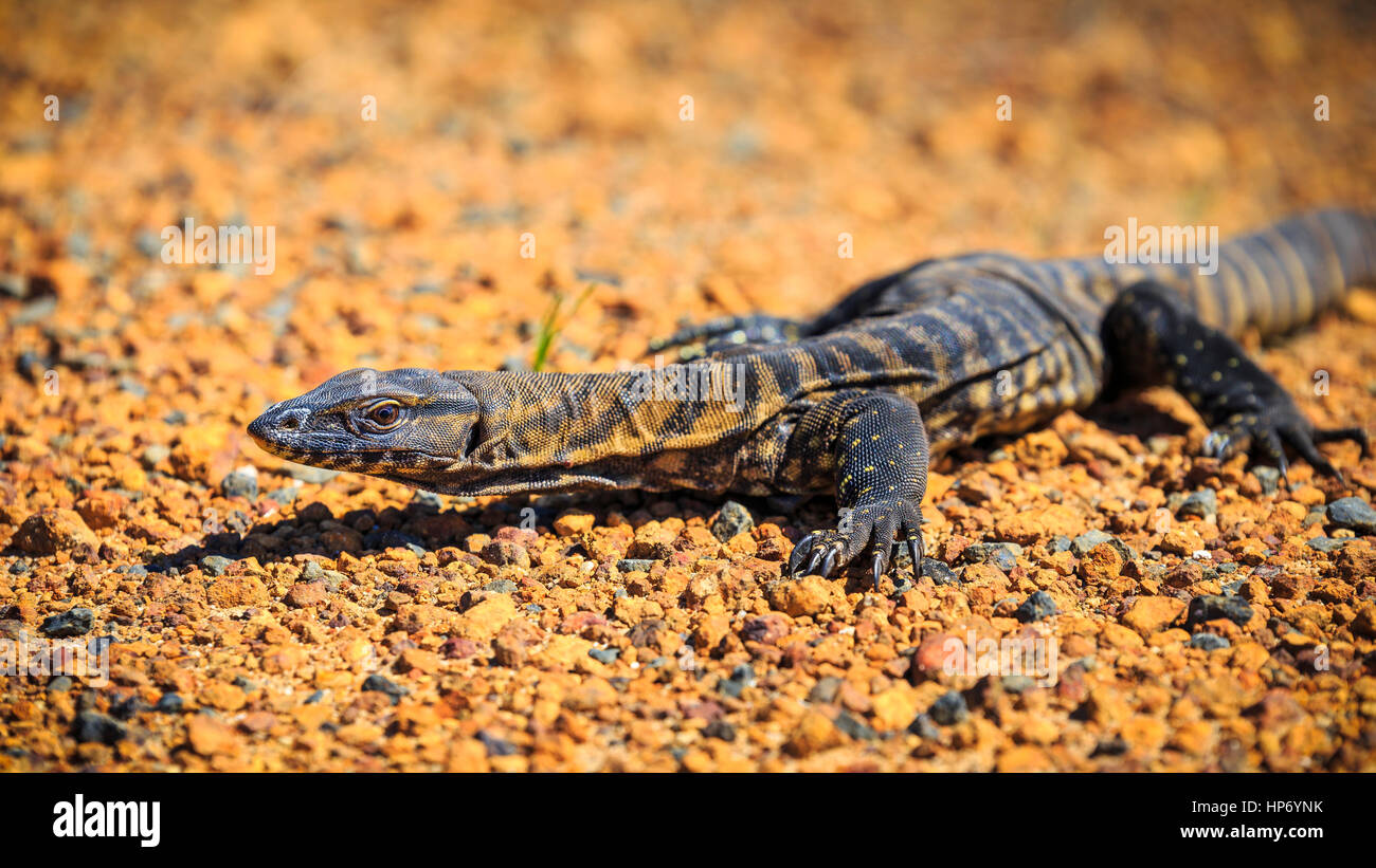 Desert monitor lizard hi-res stock photography and images - Alamy