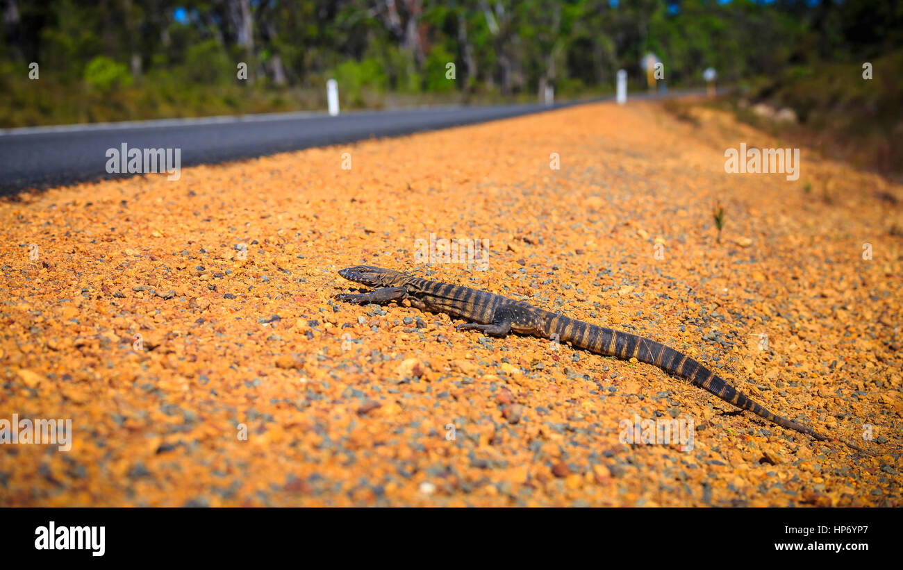 Desert monitor lizard hi-res stock photography and images - Alamy
