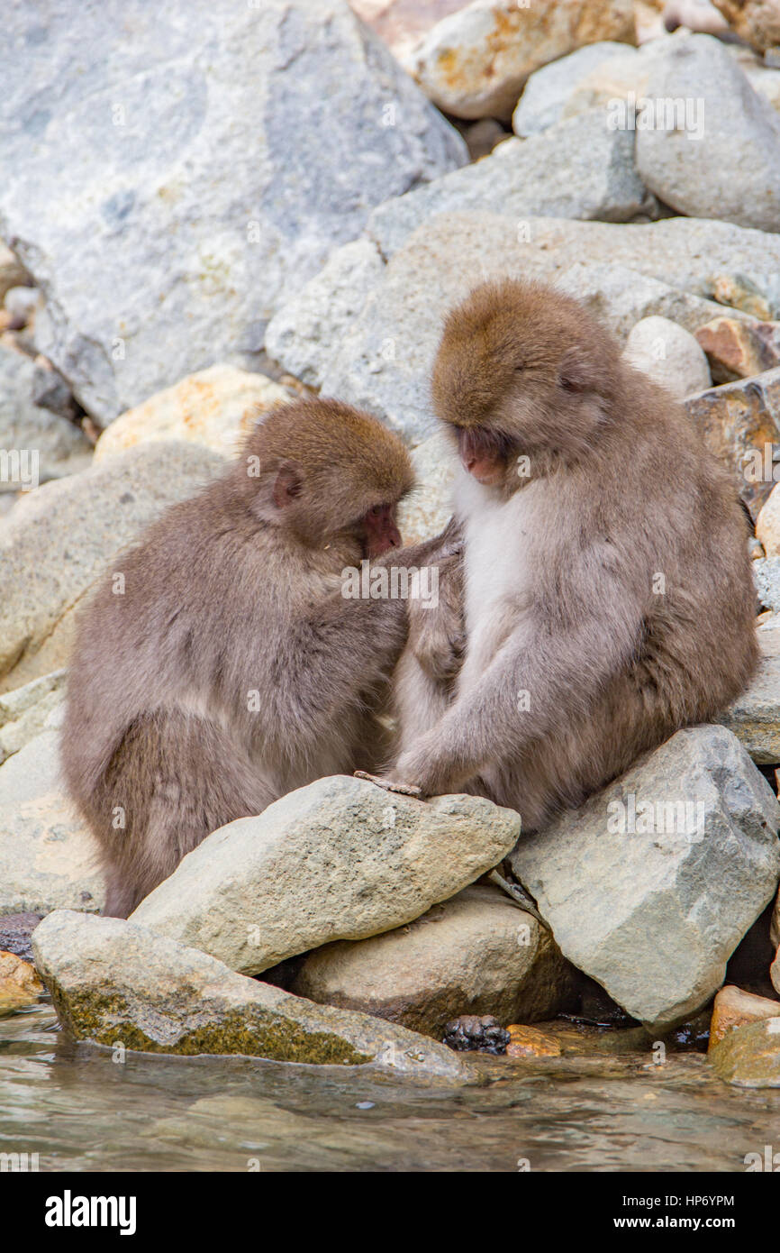 Japanese_macaque hi-res stock photography and images - Alamy