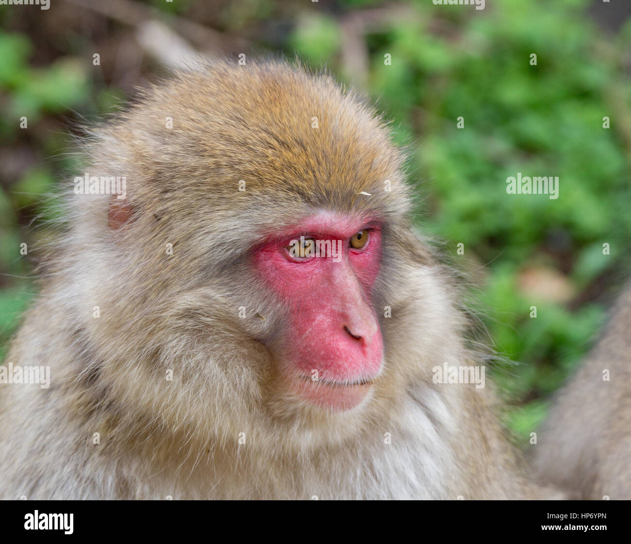 Japanese_macaque hi-res stock photography and images - Alamy