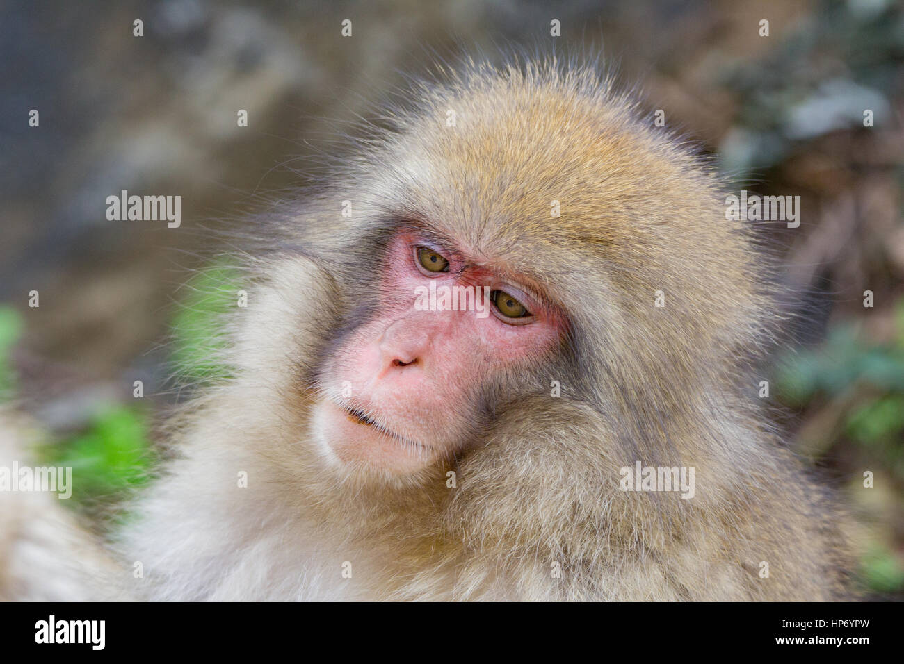 Japanese Macaques (or Snow Monkey's) in and around a hot spring at ...