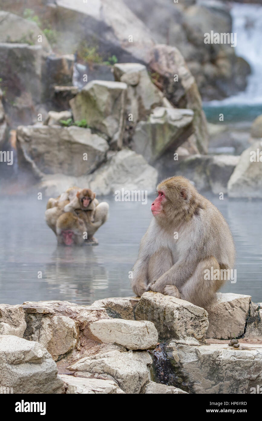 Japanese_macaque hi-res stock photography and images - Alamy