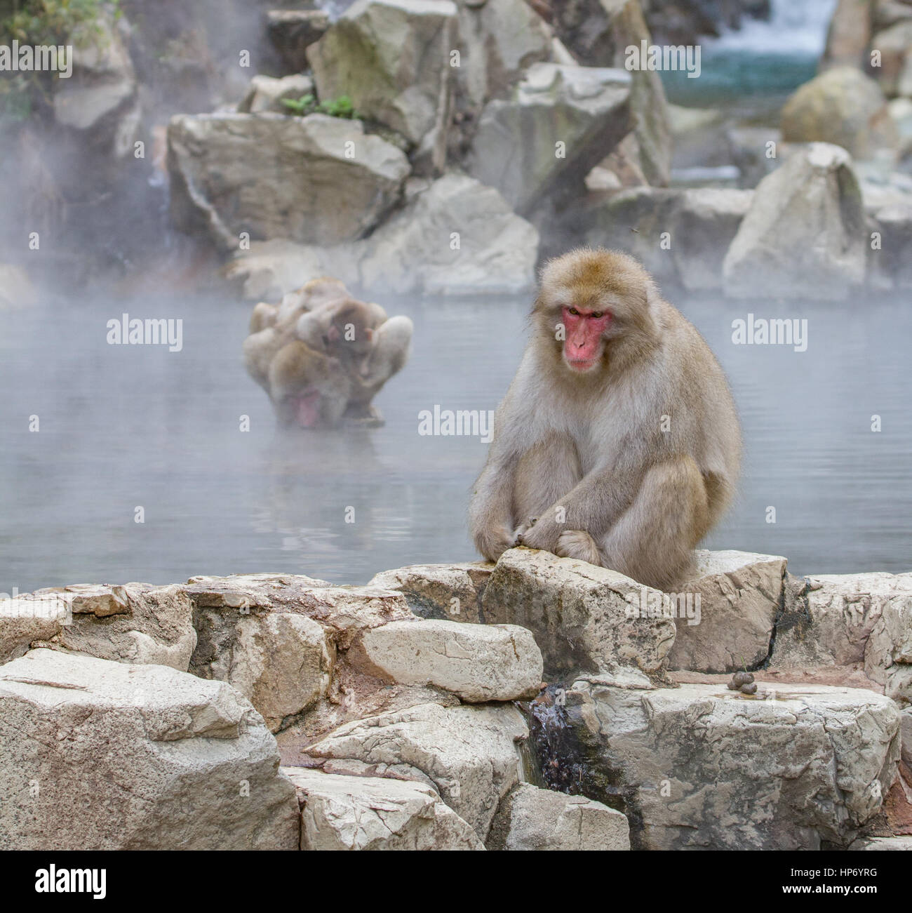 Japanese_macaque hi-res stock photography and images - Alamy