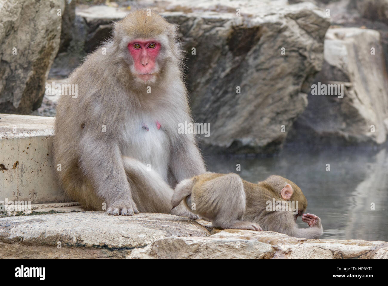 Japanese Macaques (or Snow Monkey's) in and around a hot spring at ...