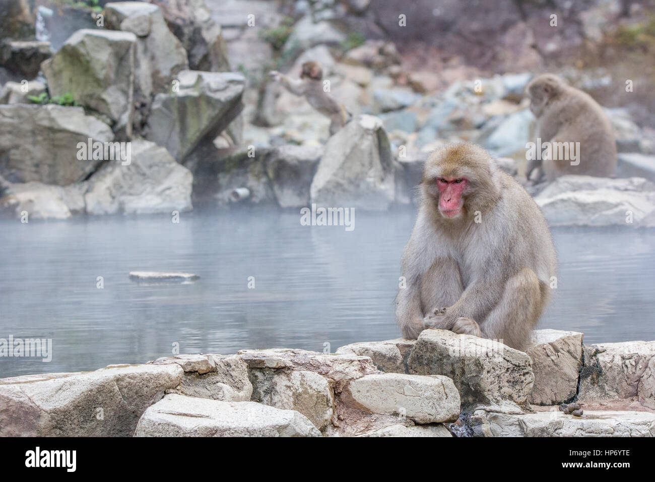 Japanese Macaques (or Snow Monkey's) in and around a hot spring at ...