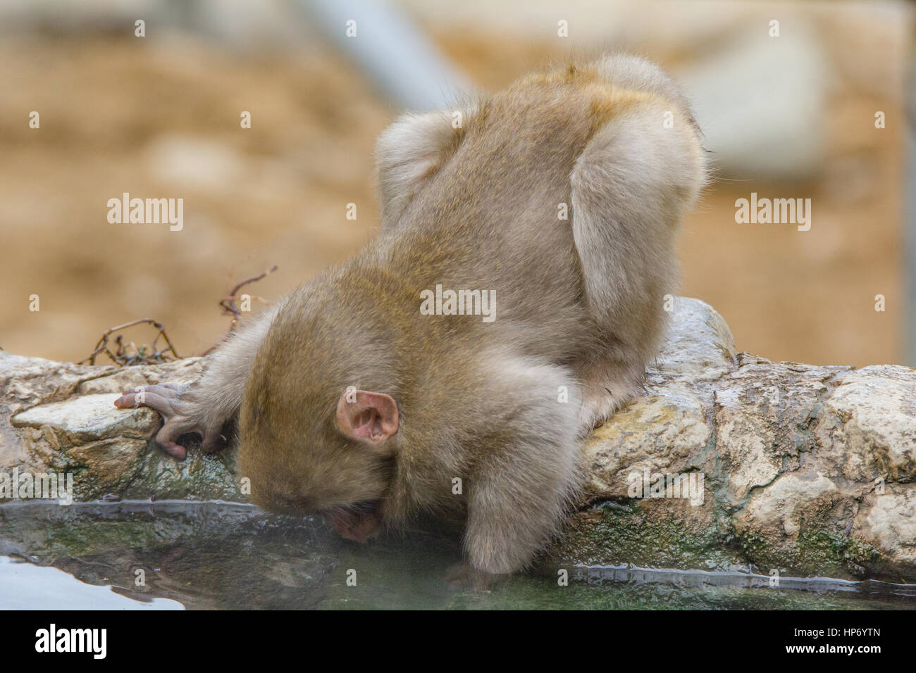 Japanese_macaque hi-res stock photography and images - Alamy