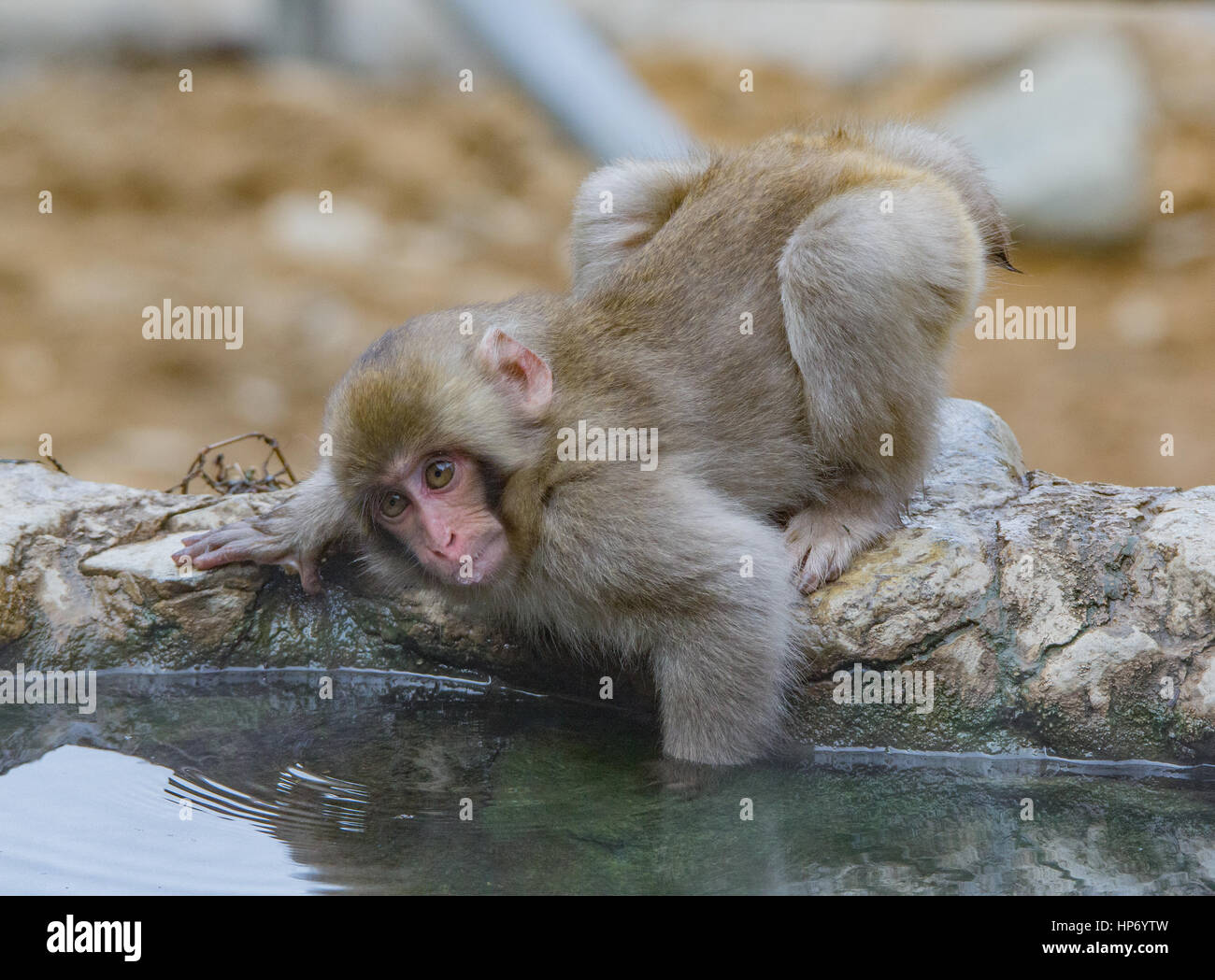 Japanese Macaques (or Snow Monkey's) in and around a hot spring at ...
