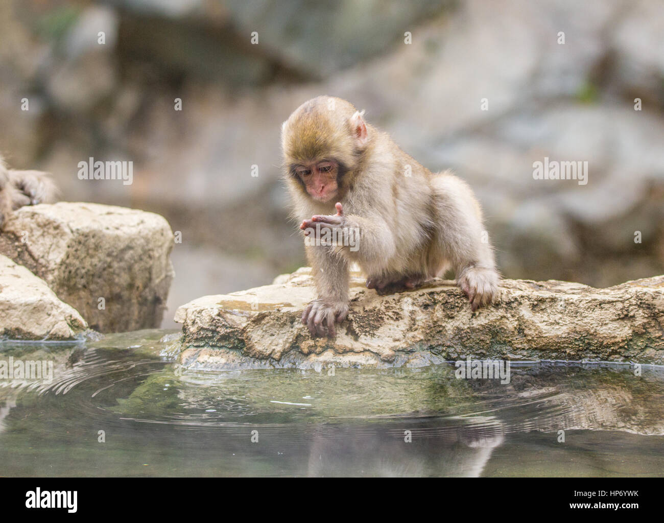 Japanese_macaque hi-res stock photography and images - Alamy