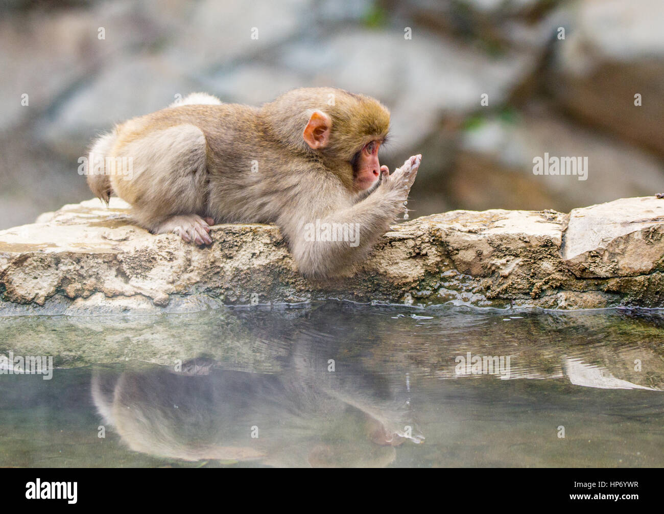 Japanese_macaque hi-res stock photography and images - Alamy