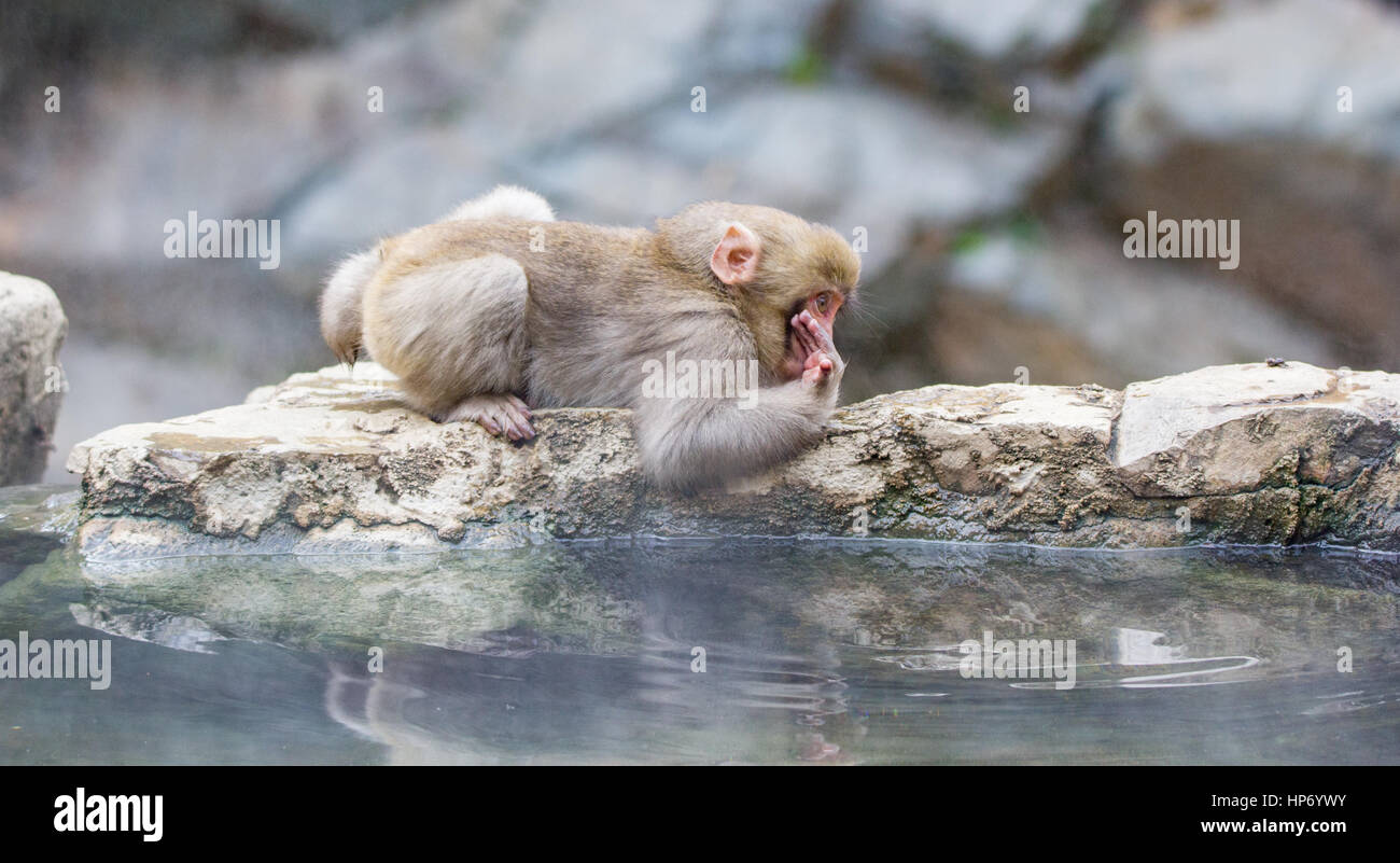 Japanese_macaque hi-res stock photography and images - Alamy